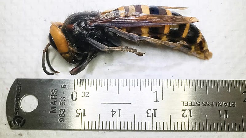 Entomology researcher explains the dangers of murder hornets - Michigan ...