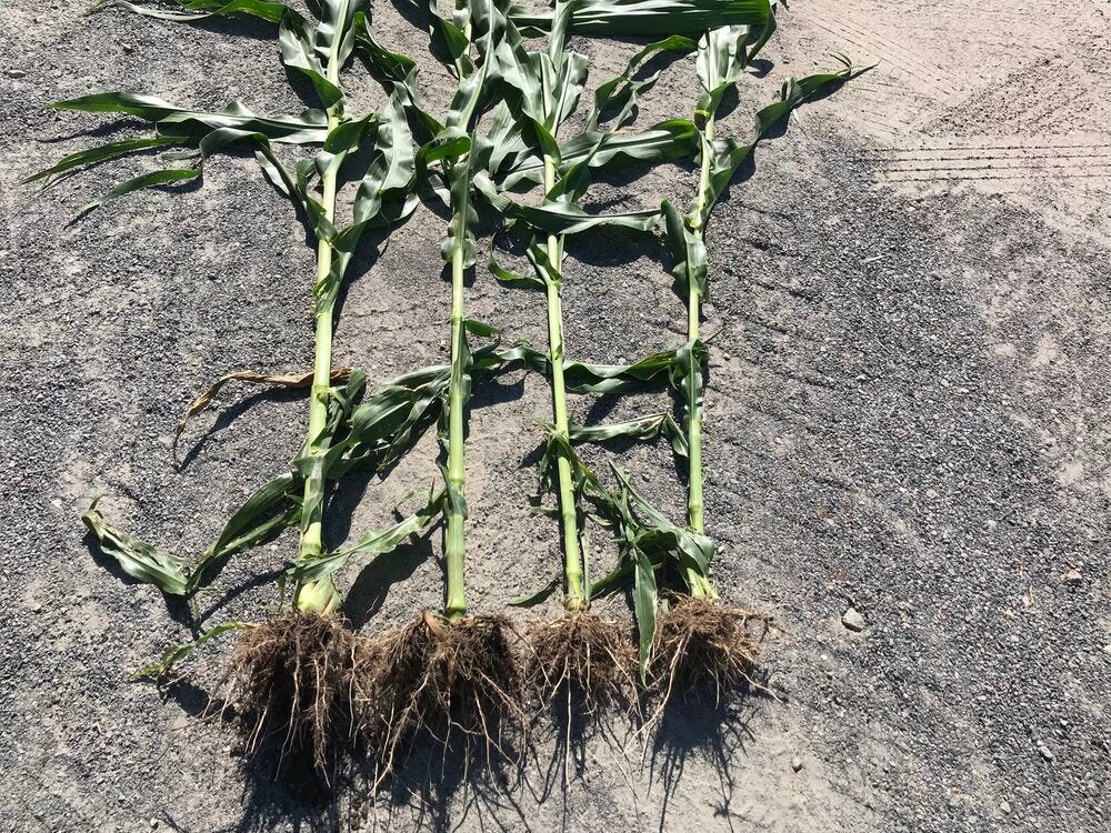 AGCO's 2020 Crop Tour shows why seed placement matters - Michigan Farm News