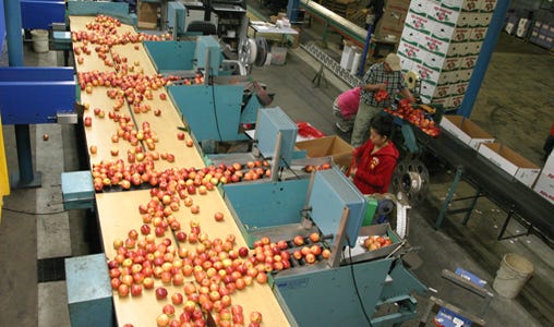 Best apples get top priority, many will fall - Michigan Farm News