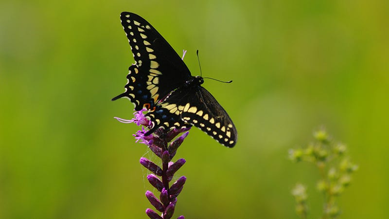 Butterflies race for state insect status - Michigan Farm News