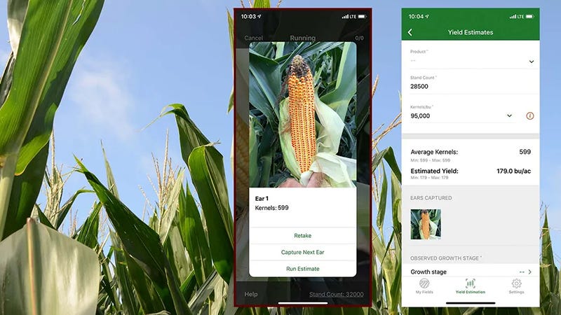 Pre-harvest scouting corn fields, soybean desiccation can improve ...