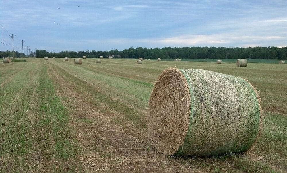 MSU Extension announces new online school for hay growers: Hay ...