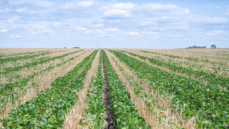New financial assistance for cover crops now available - Michigan Farm News