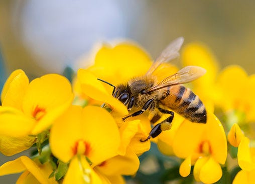 Become a champion for pollinators with new online course from MSU ...