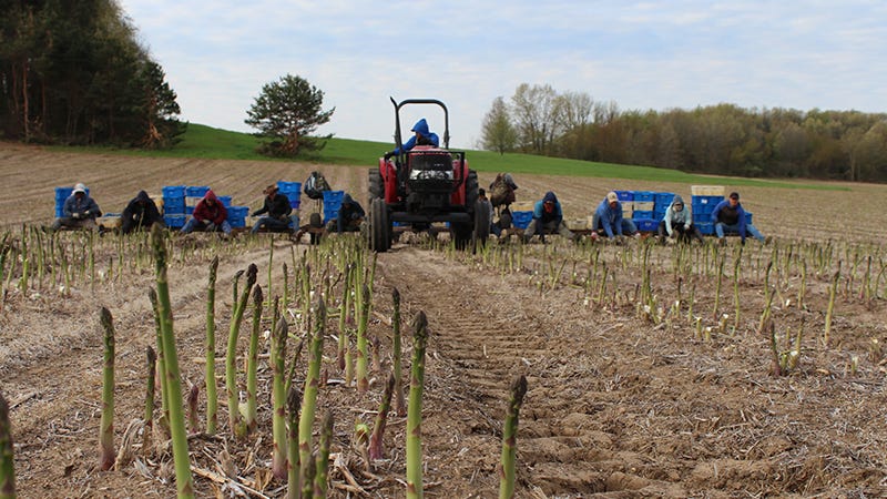 Michigan asparagus producers to vote on continuing promotion and ...