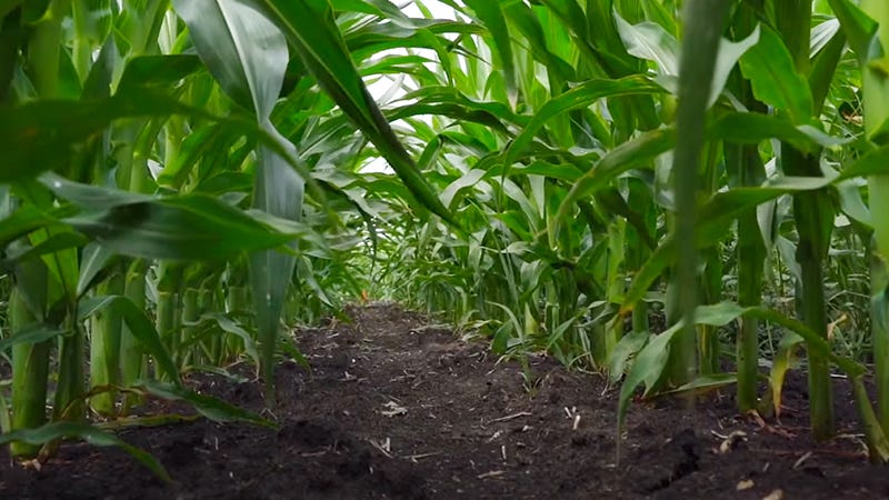 EPA approves BASF's new Surtain herbicide - Michigan Farm News