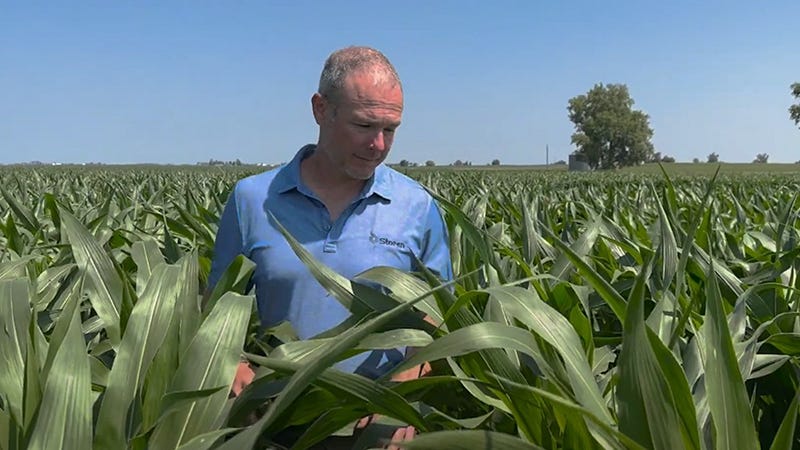 Tar spot confirmed in 4 Michigan counties - Michigan Farm News