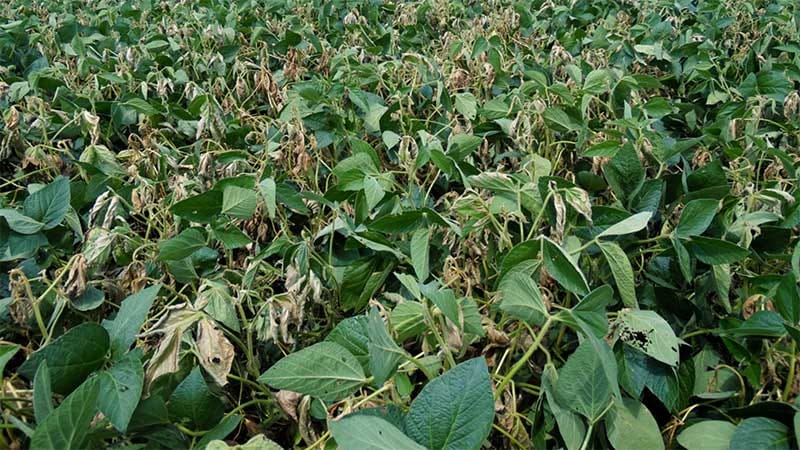 Fall management recommendations for soybean fields infested with white ...