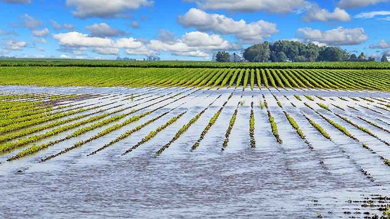 USDA pandemic and disaster aid expands, adds new program for crop ...