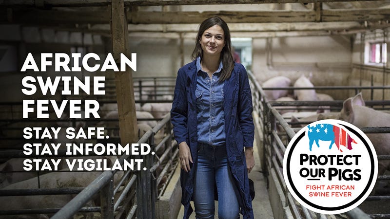 USDA hosts African Swine Fever Action Week through Nov. 1 - Michigan ...