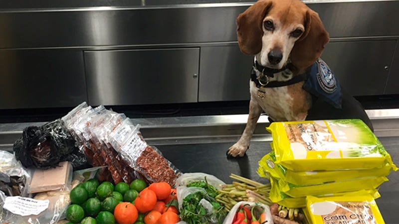 Detective dogs closer to permanent funding as Beagle Brigade Act ...