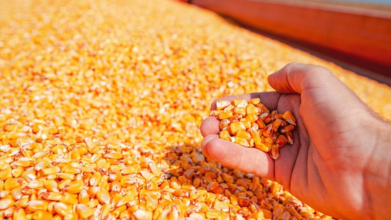 Vilsack: Mexico won't ban GMO corn imports - Michigan Farm News
