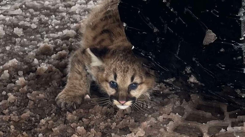 State confirms first cougar cubs verified in MI in more than a century ...