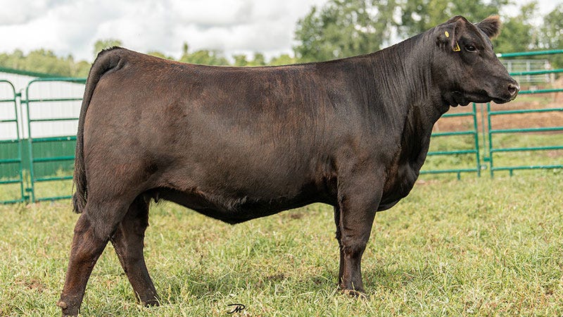 MCA to host 2021 Summer Round-Up campout, BBQ competition - Michigan ...