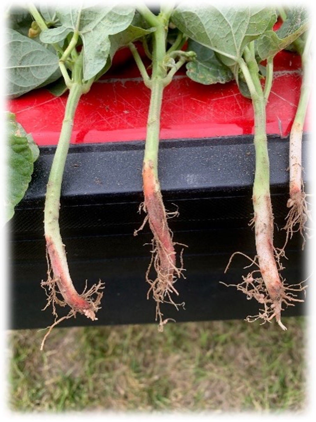 bean root rot