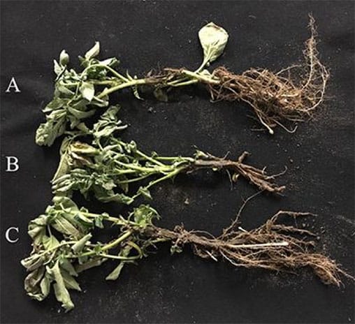 Aerial stem rot, blackleg and tuber soft disease found in Michigan ...