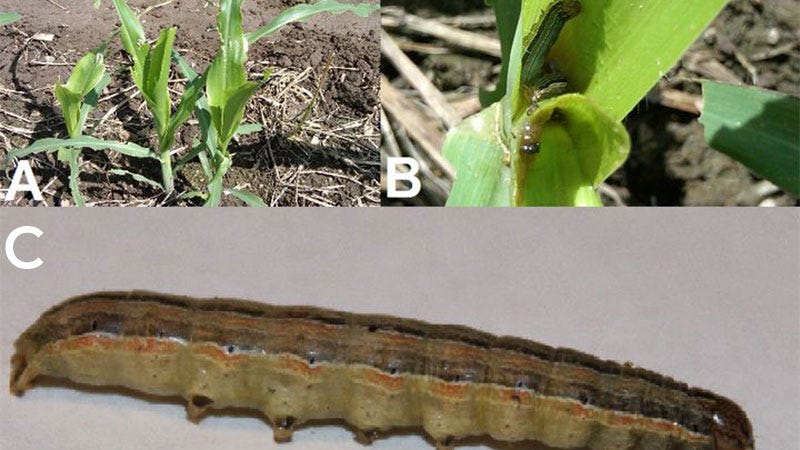 Monitor for armyworm infestations - Michigan Farm News