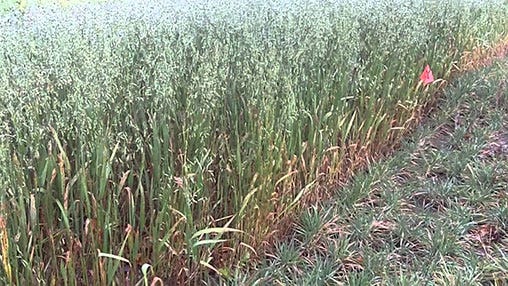 Survey: Cover crops boost yields, weed control - Michigan Farm News