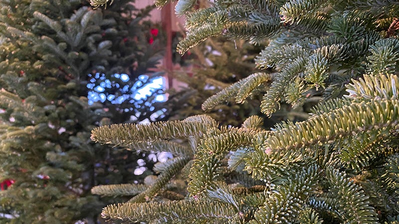 Want to keep your Christmas tree looking its best? Follow these simple ...