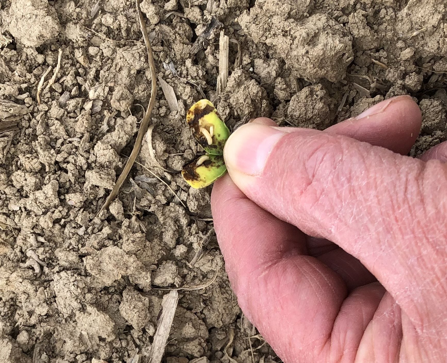 Dry conditions among causes of variable and delayed soybean emergence ...