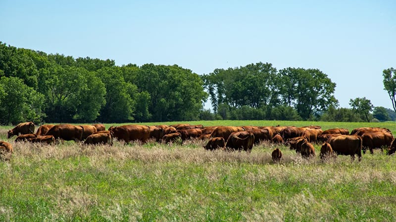 USDA reinstates July Cattle, County Estimates for Crop and Livestock ...