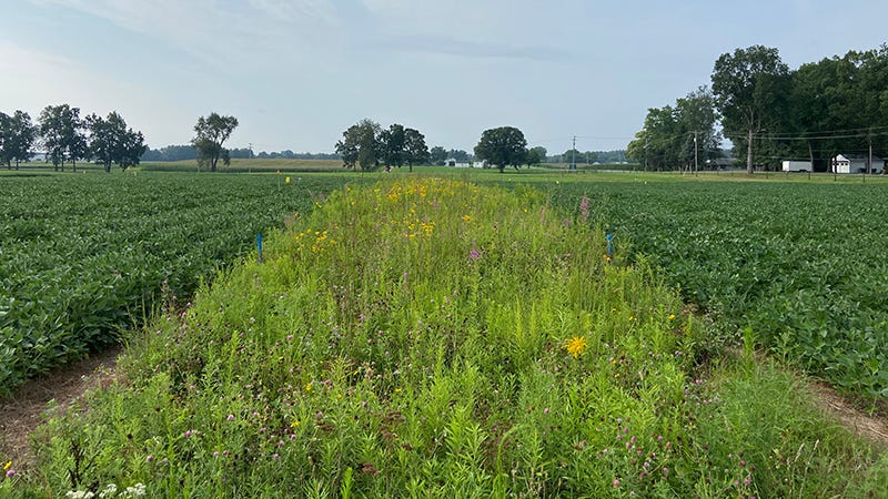 MSU joins effort to promote prairie strip adoption across Midwest ...