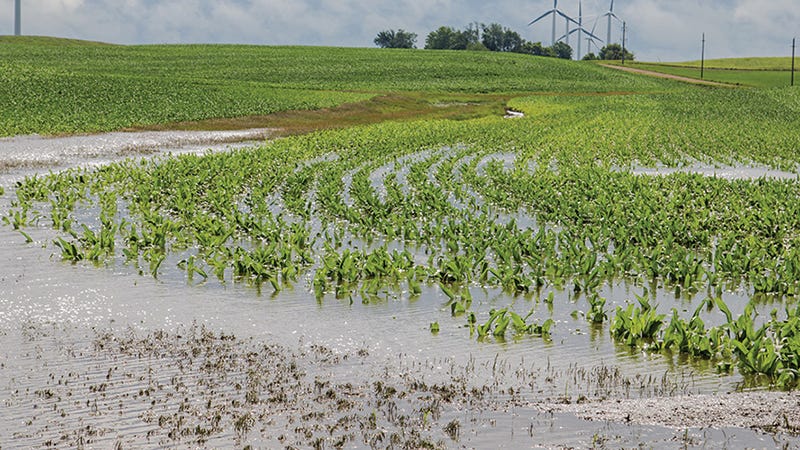 Protect against a nitrogen deficiency in corn - Michigan Farm News