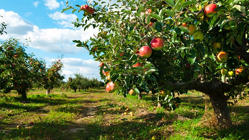 Michigan apple growers expect to harvest 22.5 million bushels in 2020 ...
