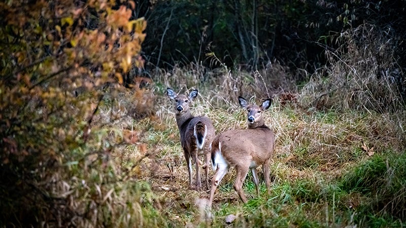 Deer harvest totals up in 2024-25; more is needed to stabilize deer ...