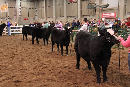 Michigan’s livestock industry announces $33,000 in scholarship ...