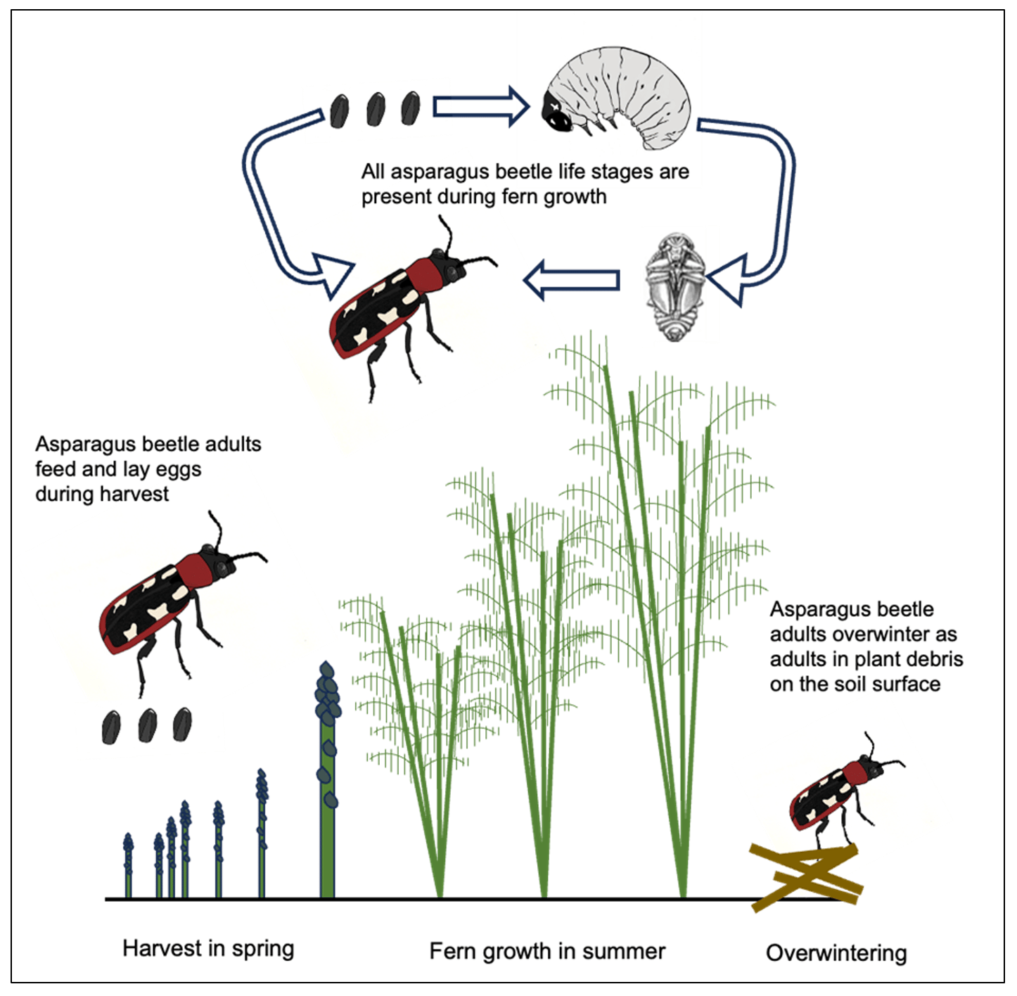 Asparagus Plant Life Cycle
