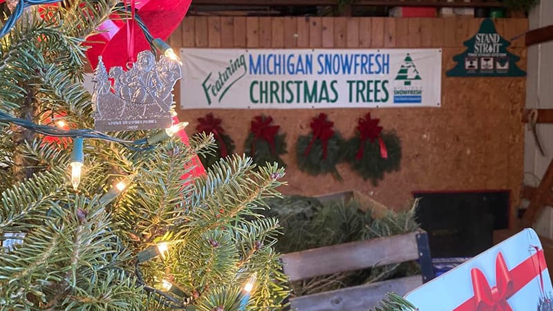 'Christmas trees are like corn' — grower grapples with rising costs ...