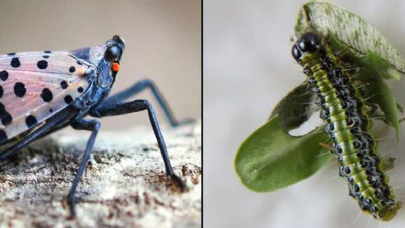 Box tree moth and spotted lanternfly have been found in Michigan — now ...