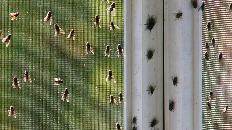 MDARD proposes restricted-use pesticide classification for methomyl ...
