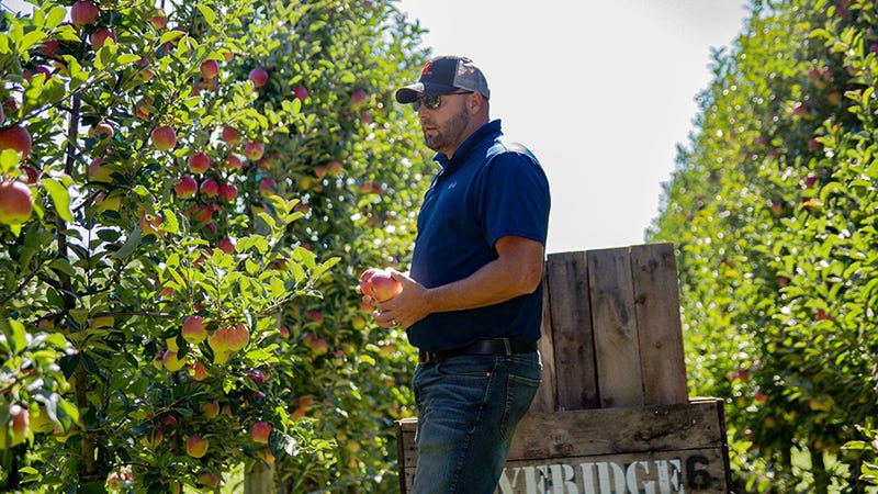 Record apple crop creates new opportunities, some problems for Michigan ...