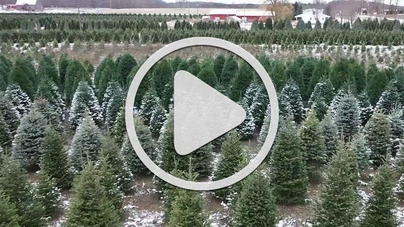 VIDEO: Demand for real Christmas trees is on the rise - Michigan Farm News