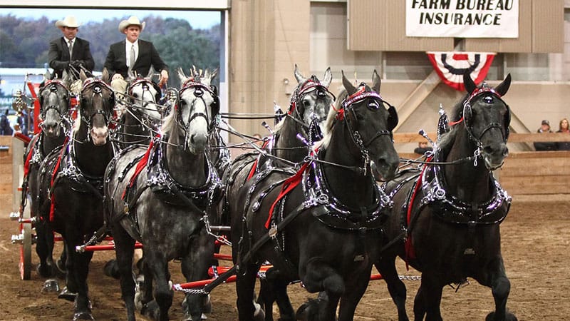 43rd annual MGLI Draft Horse Show and Pull open through Sunday at MSU ...