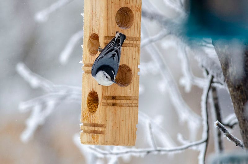 MI Birds are your birds – working together for bird conservation ...