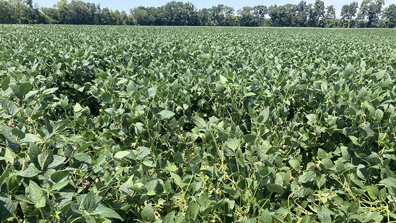 Tar spot, mold, slugs and more: MI growers fight disease, pest ...