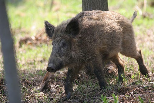 Keep shooting for feral swine - Michigan Farm News