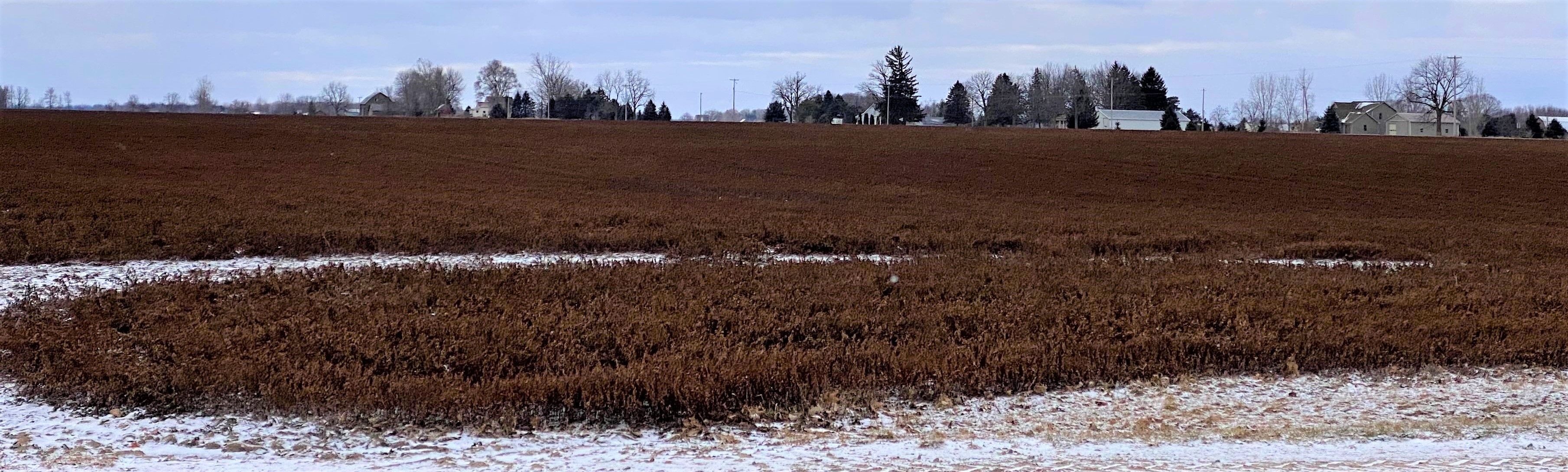 A peppermint problem? Not a new one, says St. Johns farmer - Michigan ...