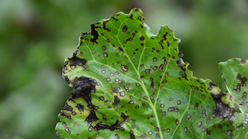 Cercospora leaf spot identified in Michigan sugarbeets - Michigan Farm News