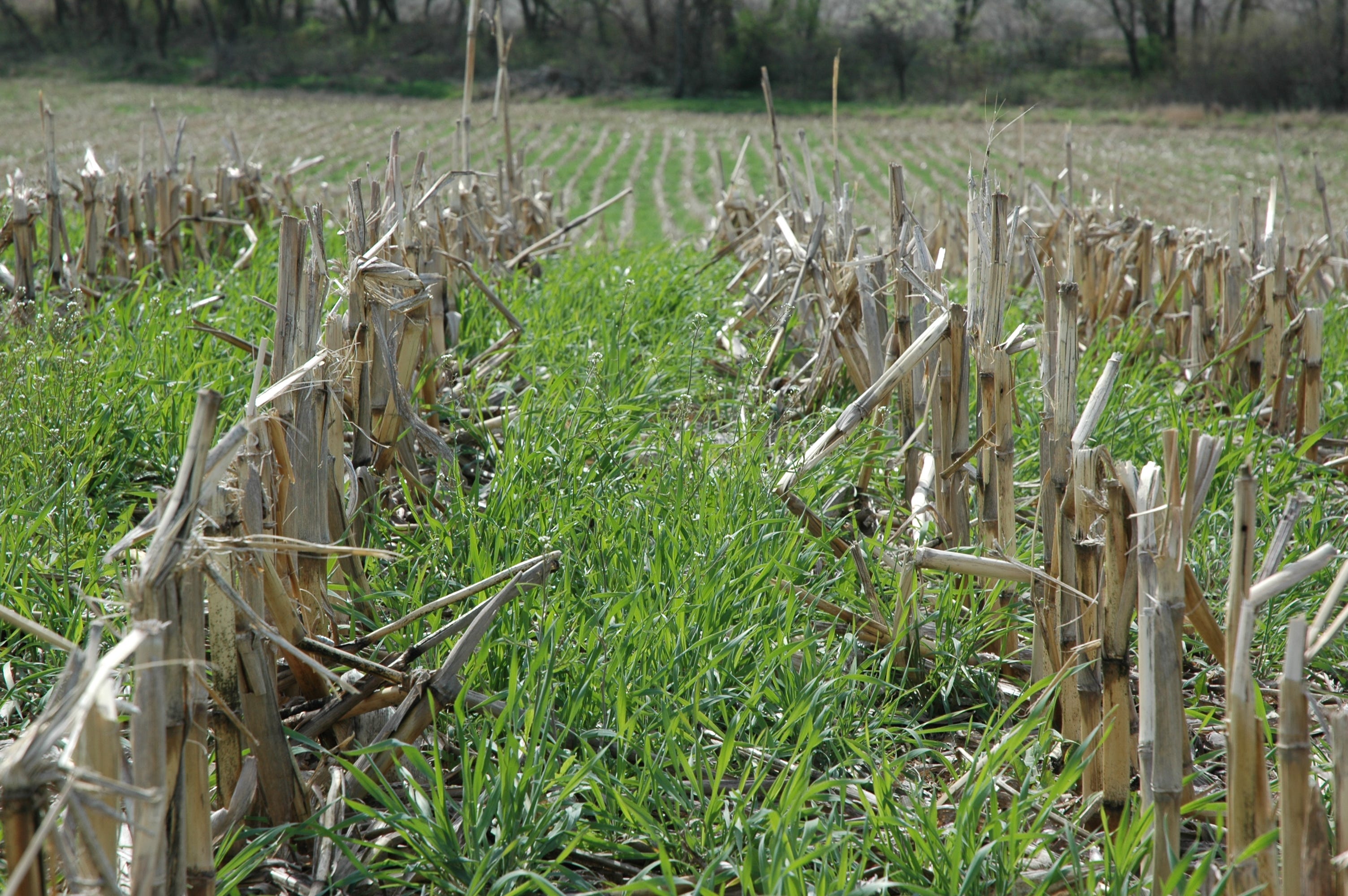 Herbicide carryover and cover crops don’t always mix - Michigan Farm News