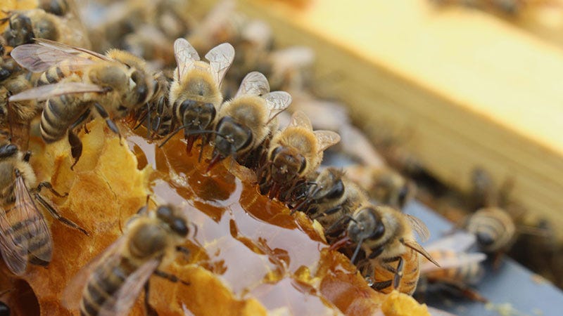 Buzzworthy addition: Ravenna public schools to use federal grants to document beehive health ...