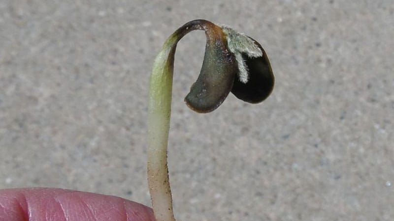 Assessing frost, freeze damage to emerged soybeans - Michigan Farm News