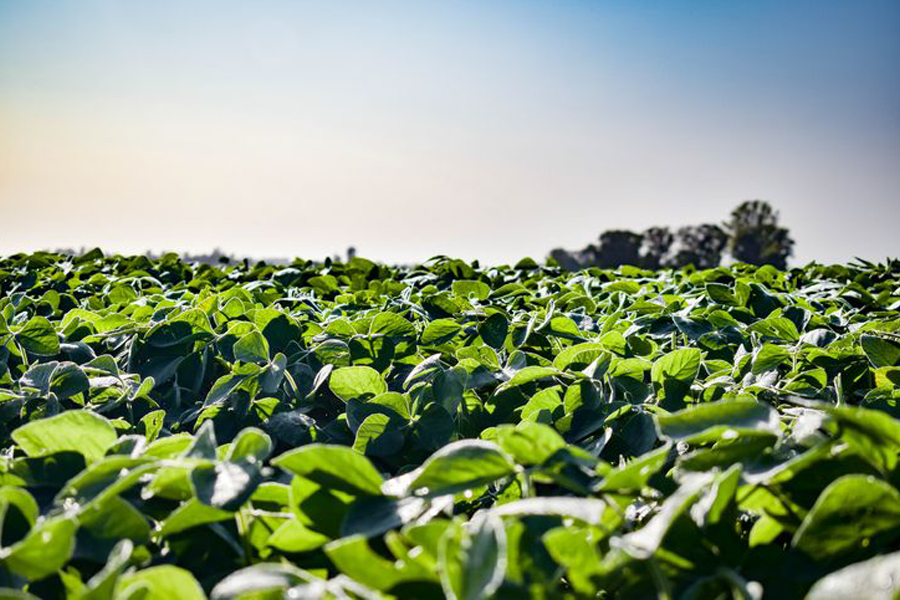 Soybean inoculation — will the added cost pay off? - Michigan Farm News