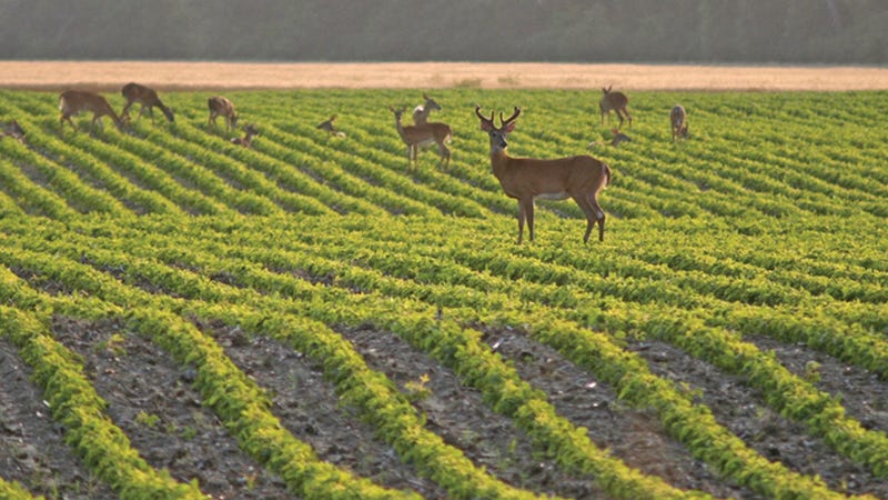 Farm Bureau supports bipartisan discussion to cut deer permit costs for ...
