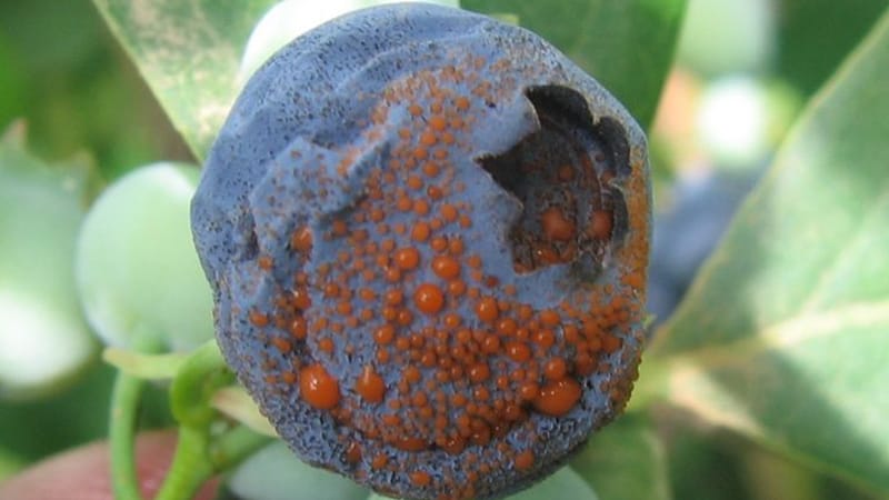 MSU plant pathologist awarded $3.95M USDA grant to examine fruit rot in ...