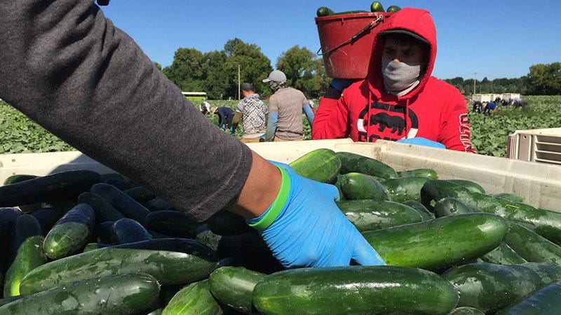 Great Lakes Ag Labor Services webinar Feb. 1 - Michigan Farm News