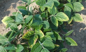 Diagnosing early-season problems in soybeans - Michigan Farm News